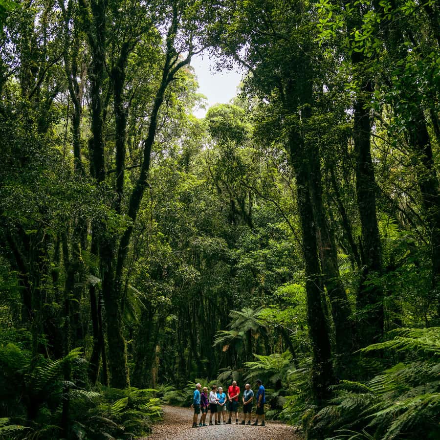 Fox Glacier: Yerel Rehber eşliğinde Yarım Günlük Yürüyüş ve Doğa Turu ...