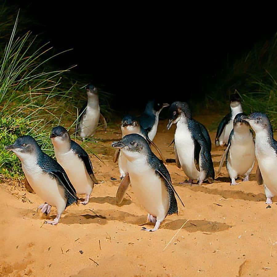 Melbourne: Phillip Island Tour w/ Hop-on Bus or Seal Cruise | GetYourGuide