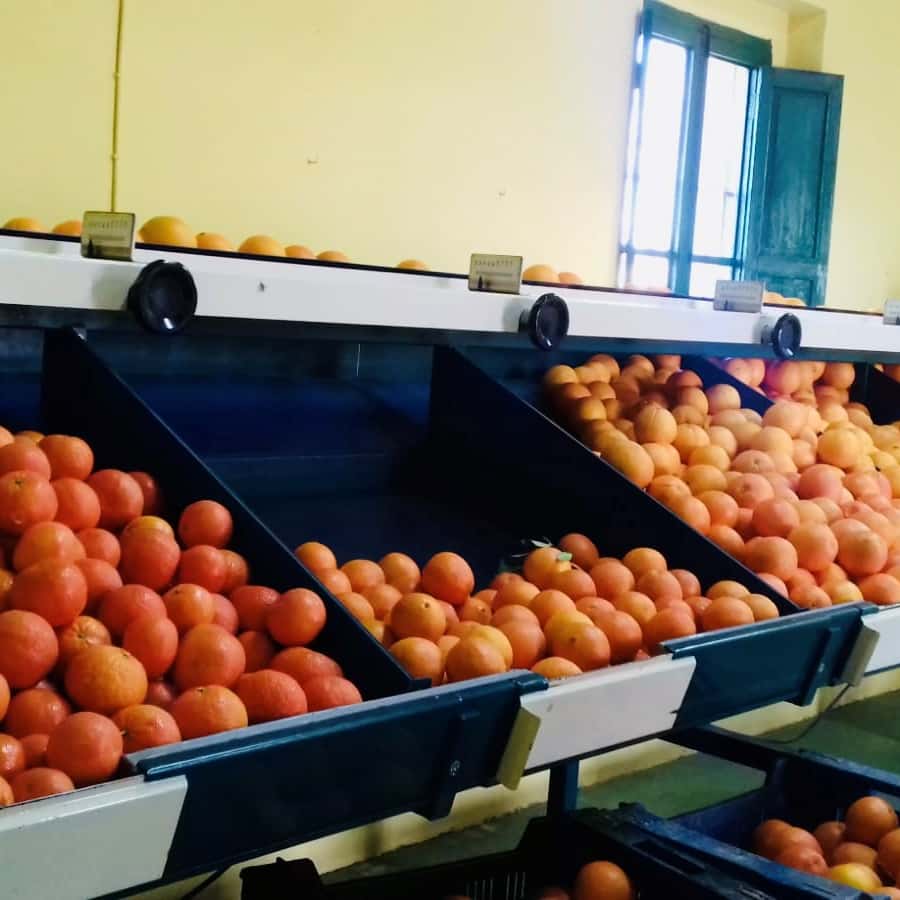 Valencia: Orange Farm and Orchard Trip with Tastings | GetYourGuide