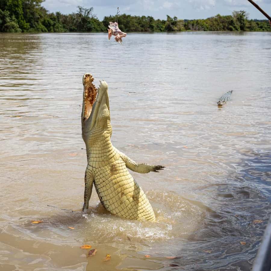 Darwin: The Croc Bus to the Famous Jumping Crocodile Cruise | GetYourGuide