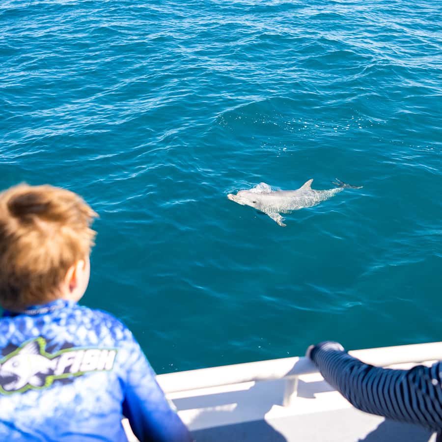 Kangaroo Island: Dolphin, Seal, and Swimming Boat Tour | GetYourGuide