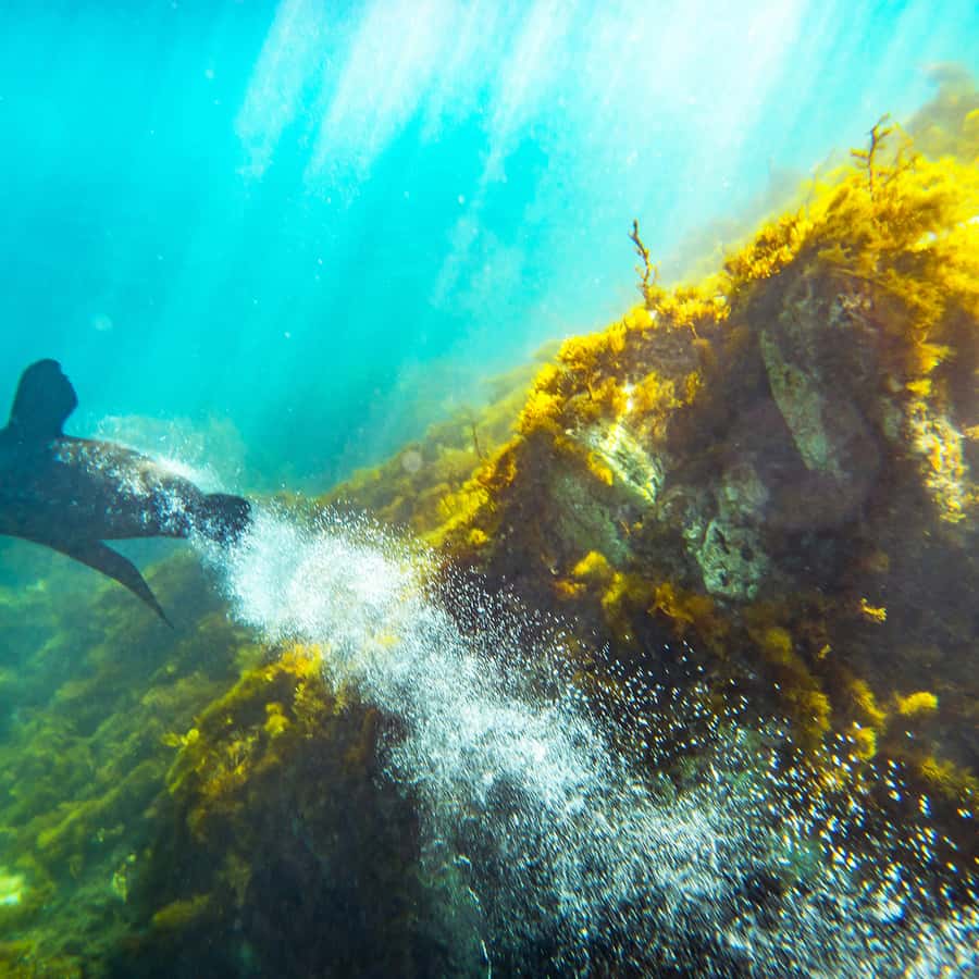 Kangaroo Island: Dolphin, Seal, and Swimming Boat Tour | GetYourGuide