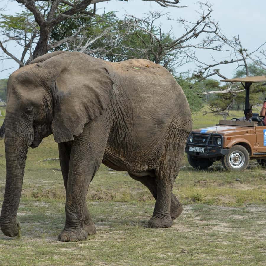 From Zanzibar: 3-Day Selous Safari Trip with Ferry Transfer | GetYourGuide