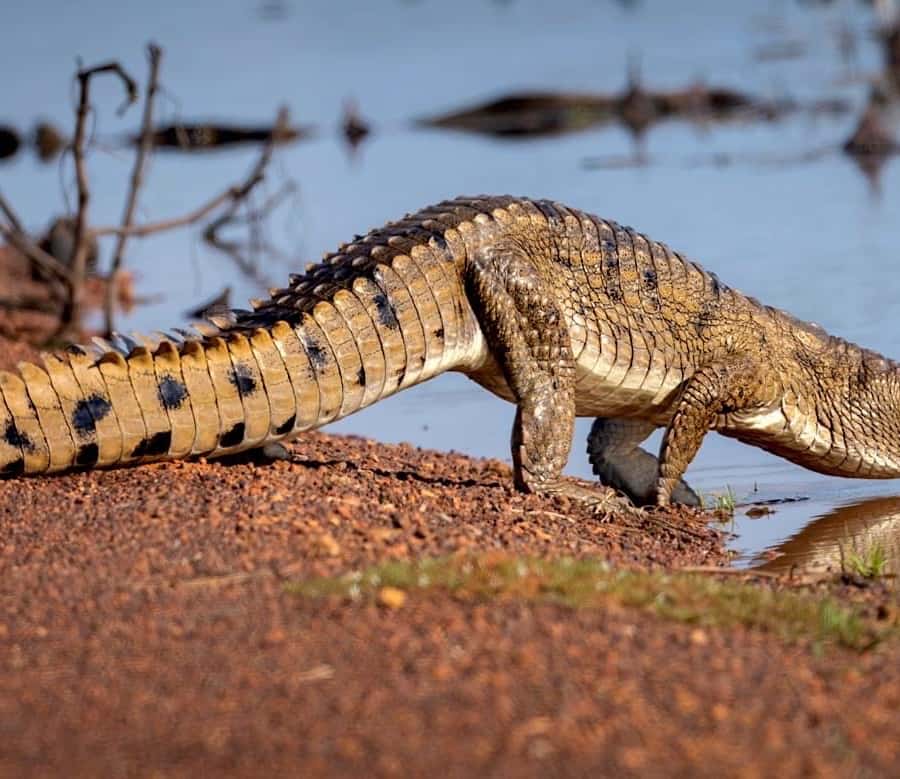 Darwin: The Croc Bus to the Famous Jumping Crocodile Cruise | GetYourGuide