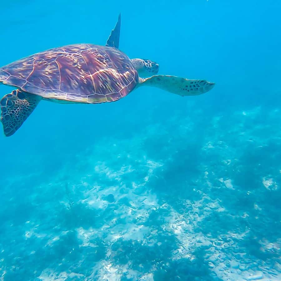 Cebu: Moalboal Sardines & Turtle Snorkeling and Canyoneering | GetYourGuide
