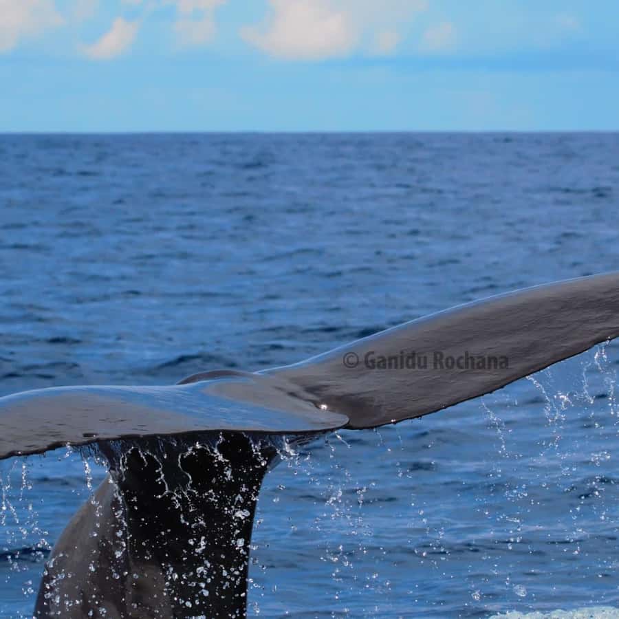 Da Pasikuda a Trincomalee: safari con balene e delfini + trasporto ...