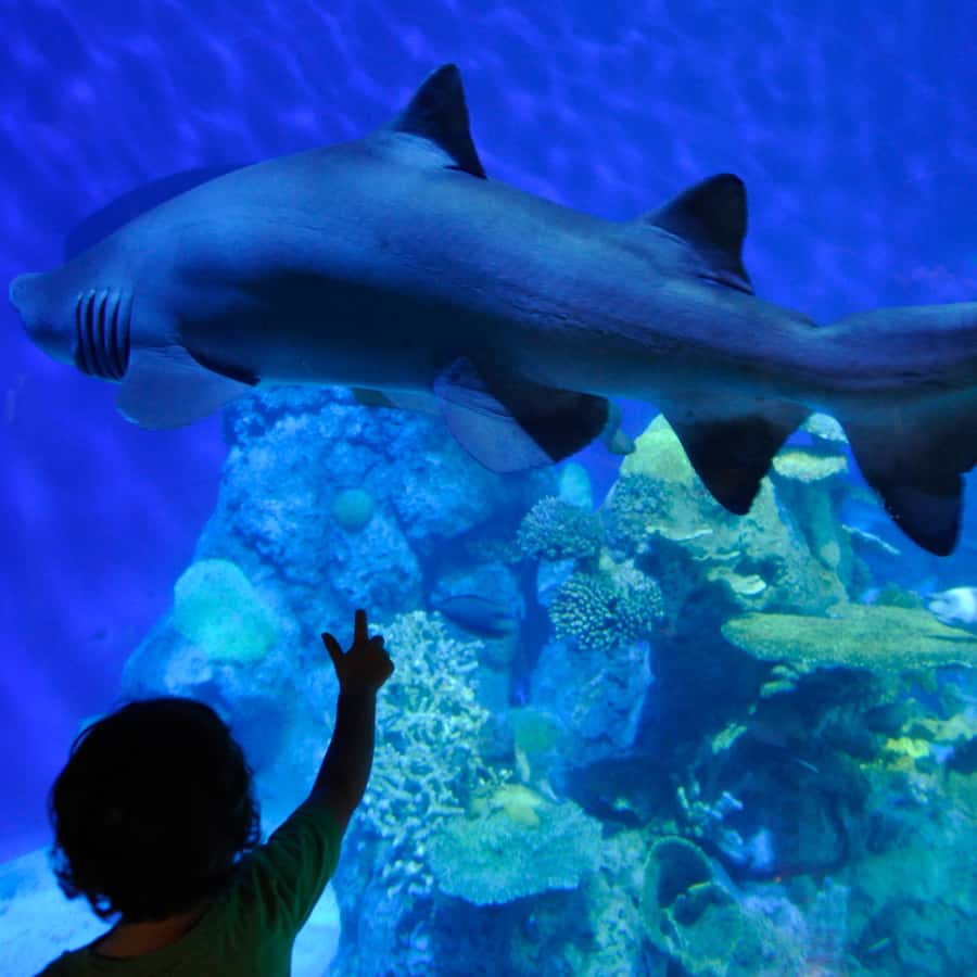 Denver: Downtown Aquarium All-Day Pass | GetYourGuide
