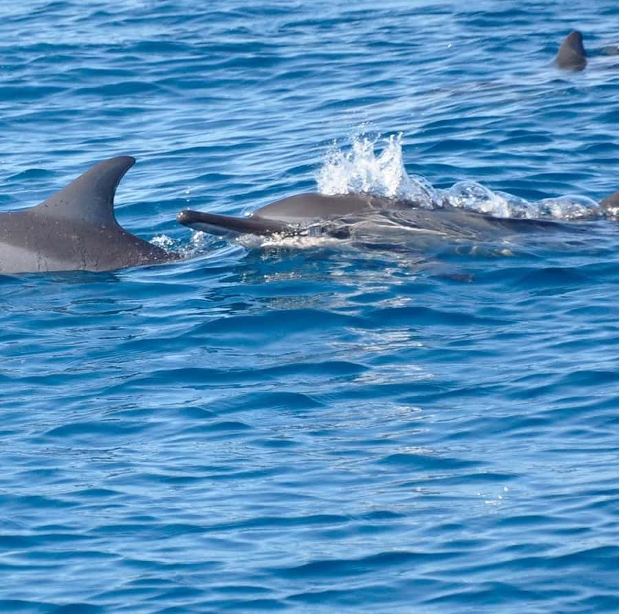 La Preneuse: Delfin úszás és sznorkelezés. Motorcsónakos kirándulás ...