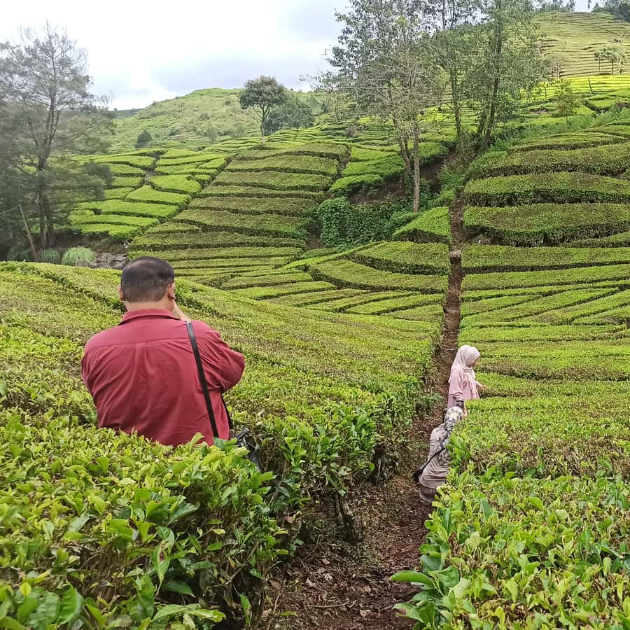 Volcano, Hot Spring, Mud Bathing, & Tea Tour all included | GetYourGuide