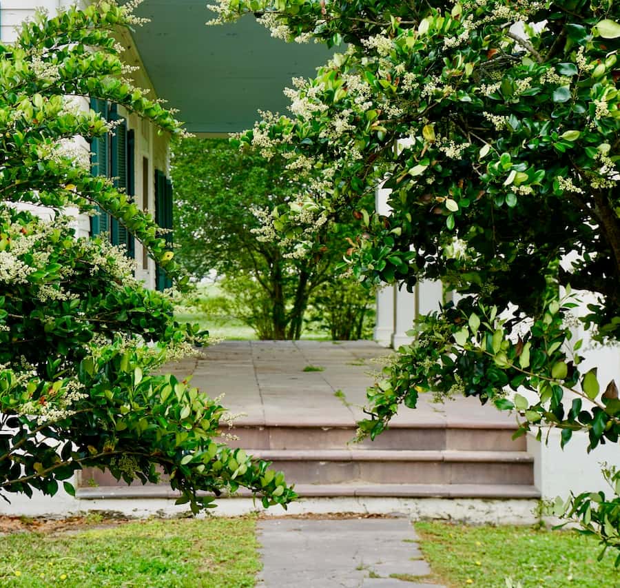 New Orleans: Felicity Plantation Guided Tour | GetYourGuide