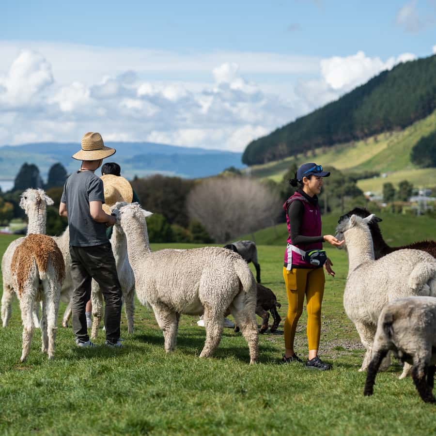 Rotorua: Authentic Kiwi Farm Experience at the Agrodome | GetYourGuide