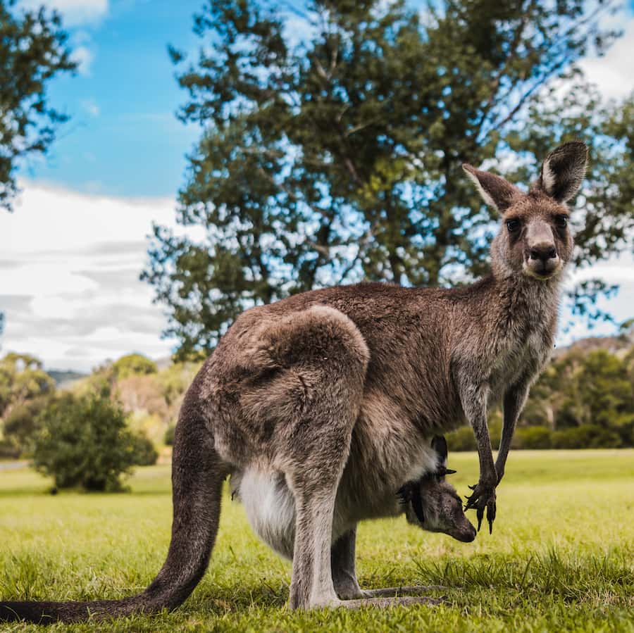 Canberra: Kangaroos and Koala Experience Tour | GetYourGuide
