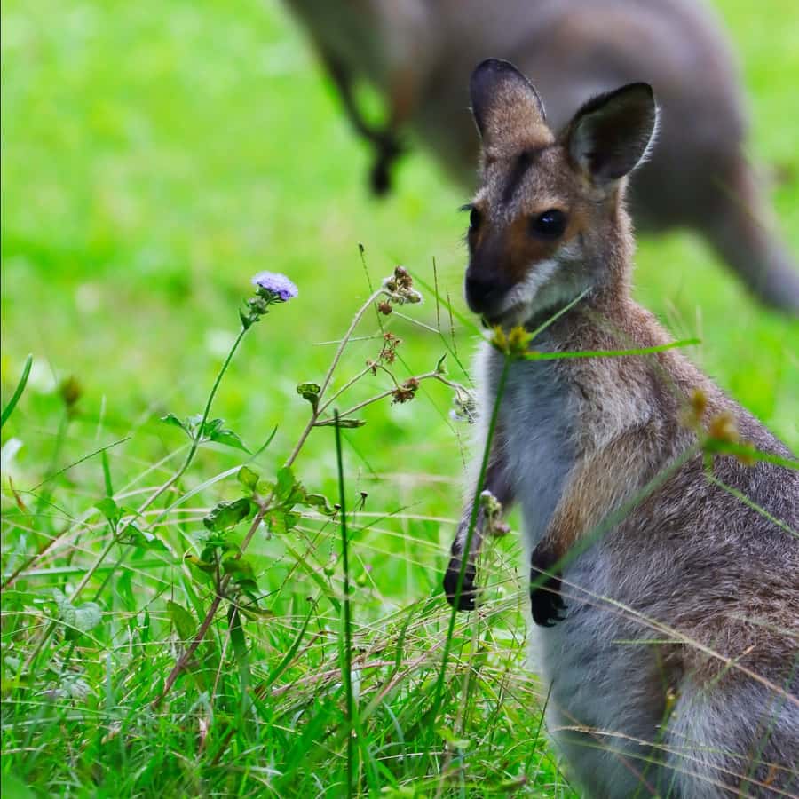 Canberra: Kangaroos and Koala Experience Tour | GetYourGuide