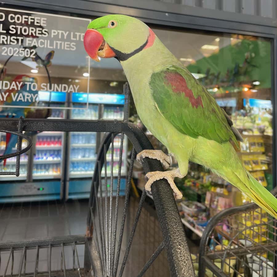 Airlie Beach: Hopper Sightseeing Bus with Lunch | GetYourGuide