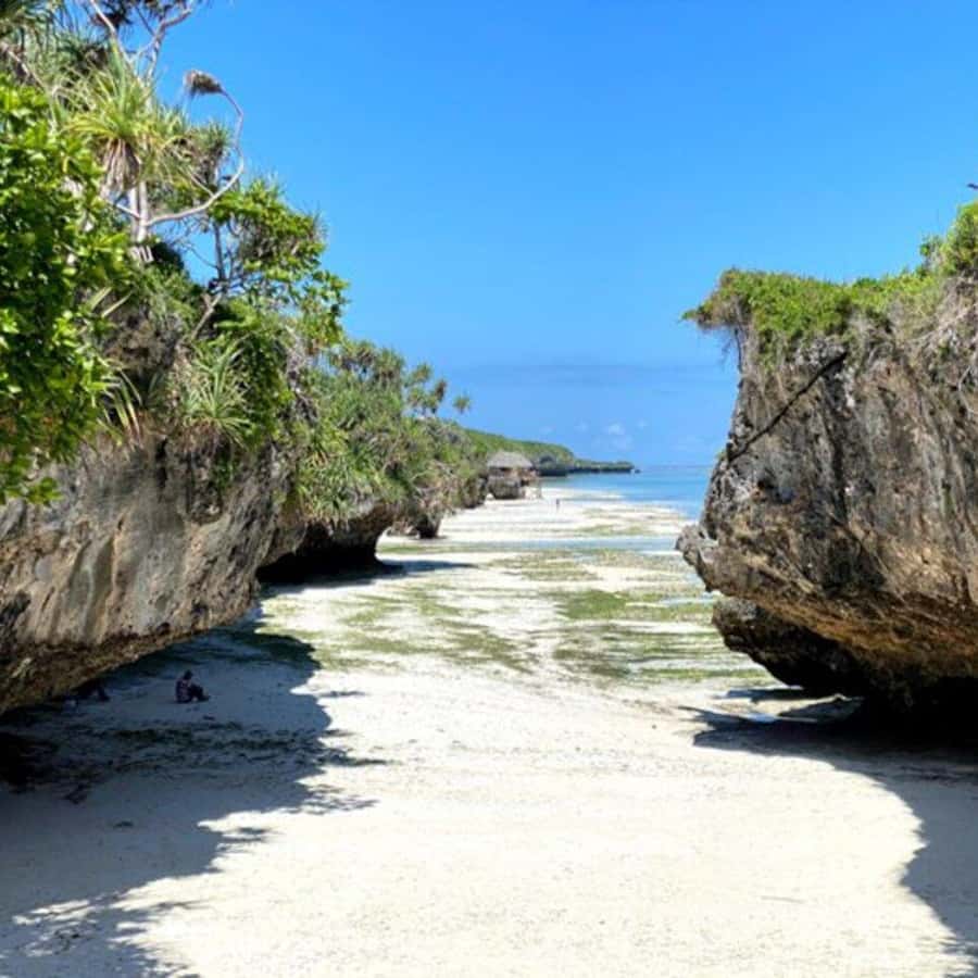 Zanzibar : randonnée dans la forêt de Masingini et excursion en kayak ...