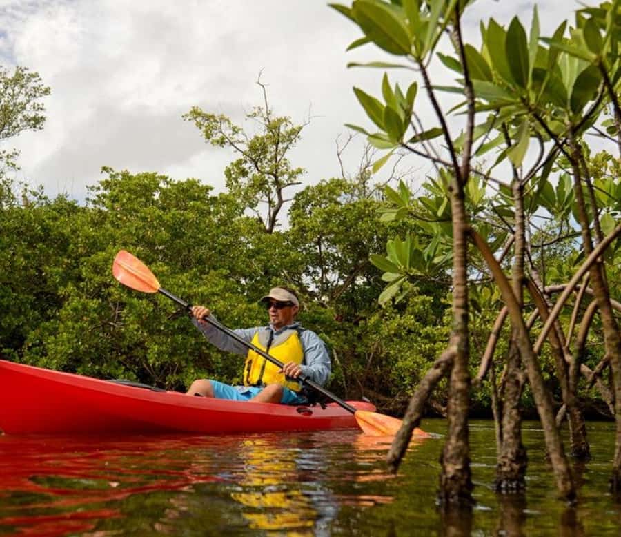 Zanzibar: 3-hour Kayak Tour through the Mangrove Forest | GetYourGuide