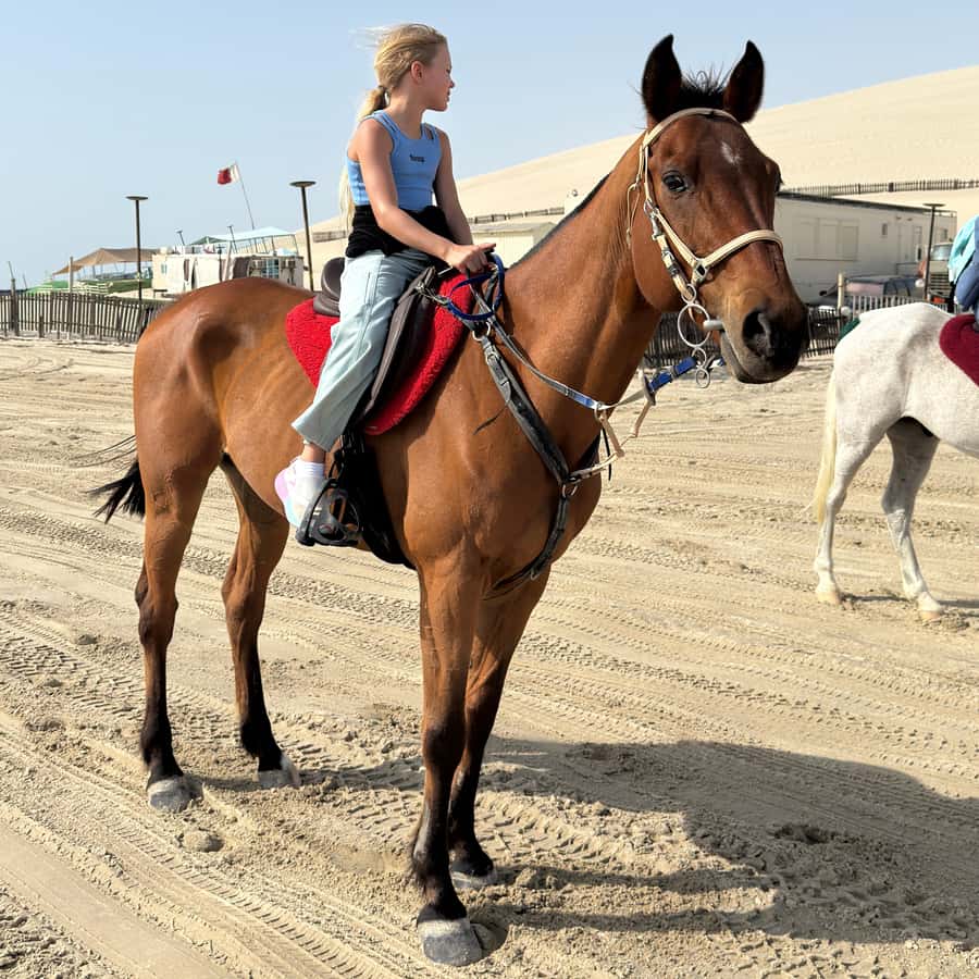 Doha: Arabian Horse Riding in the Desert or by the Sea | GetYourGuide