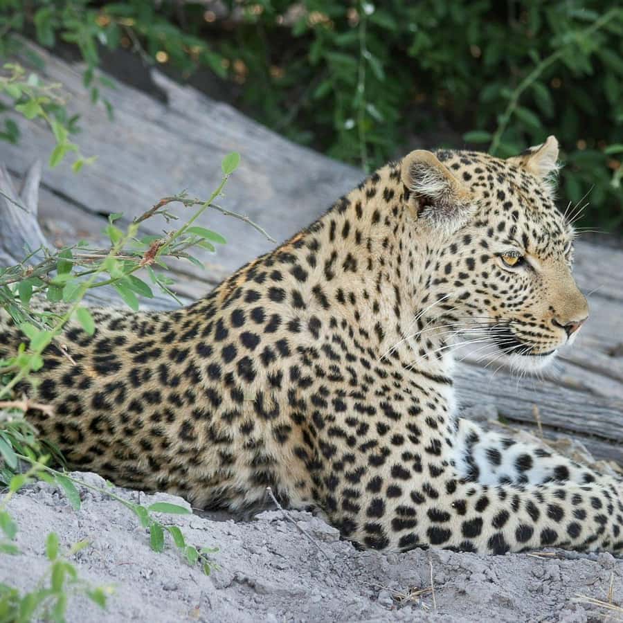 All-Inclusive 4-Day Safari Through Boteti, Pans & Delta | GetYourGuide