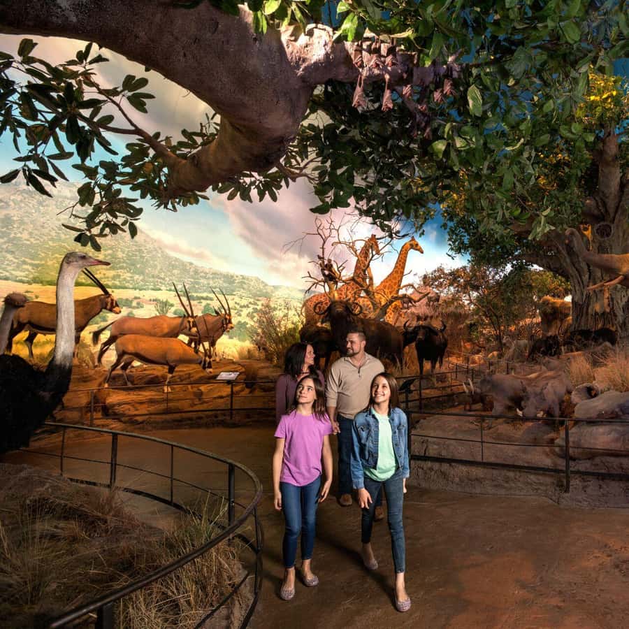 Springfield: Wonders of Wildlife National Museum & Aquarium | GetYourGuide