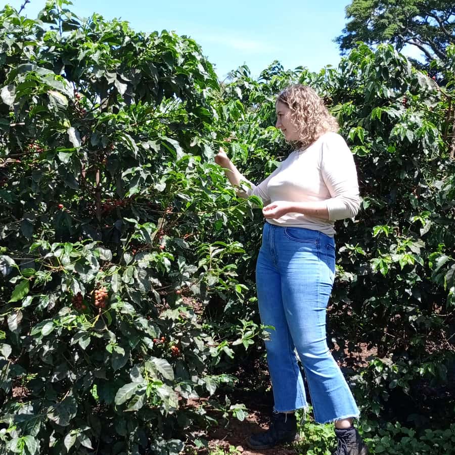 FAIRVIEW COFFEE FARM DAY TOUR | GetYourGuide