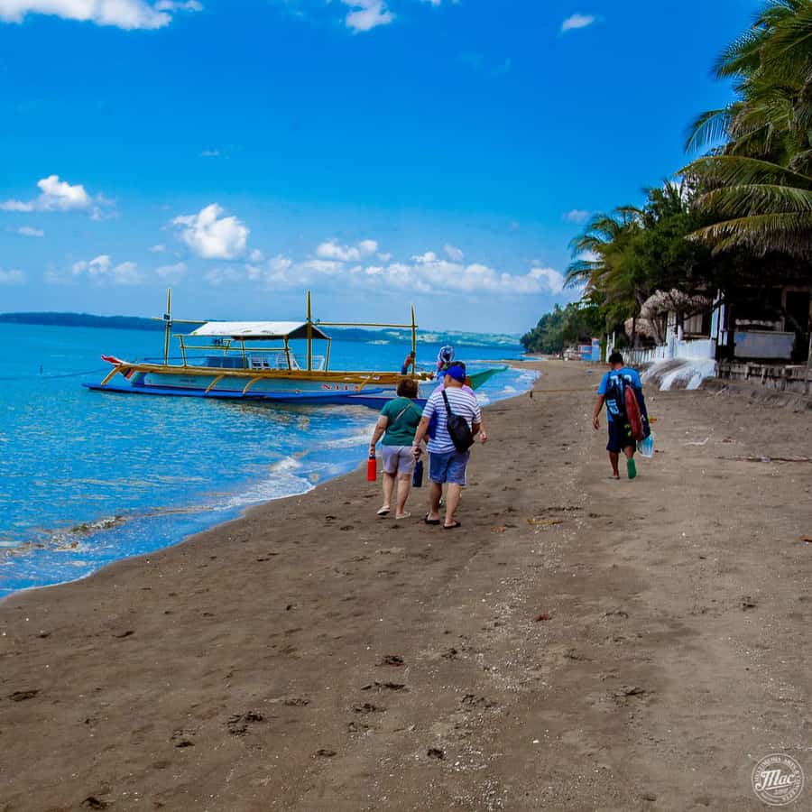 Whale Shark Interaction at Donsol Sorsogon by ZCHEDULISTA | GetYourGuide