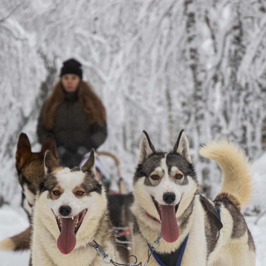 Ruka: Rentierfahrt und Husky-Safari mit Snacks | GetYourGuide
