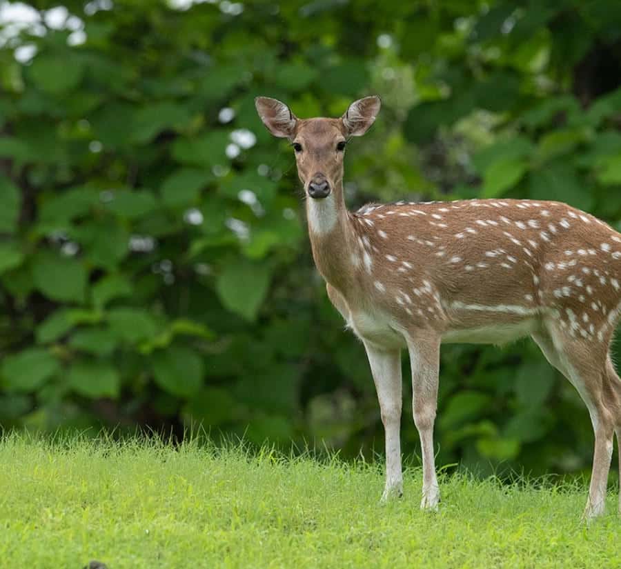 Gujarat: Devalia Park ( Devaliya ) Guided Jeep Safari | GetYourGuide