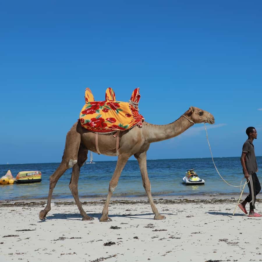 Mogadishu City Highlights Day Tour | GetYourGuide