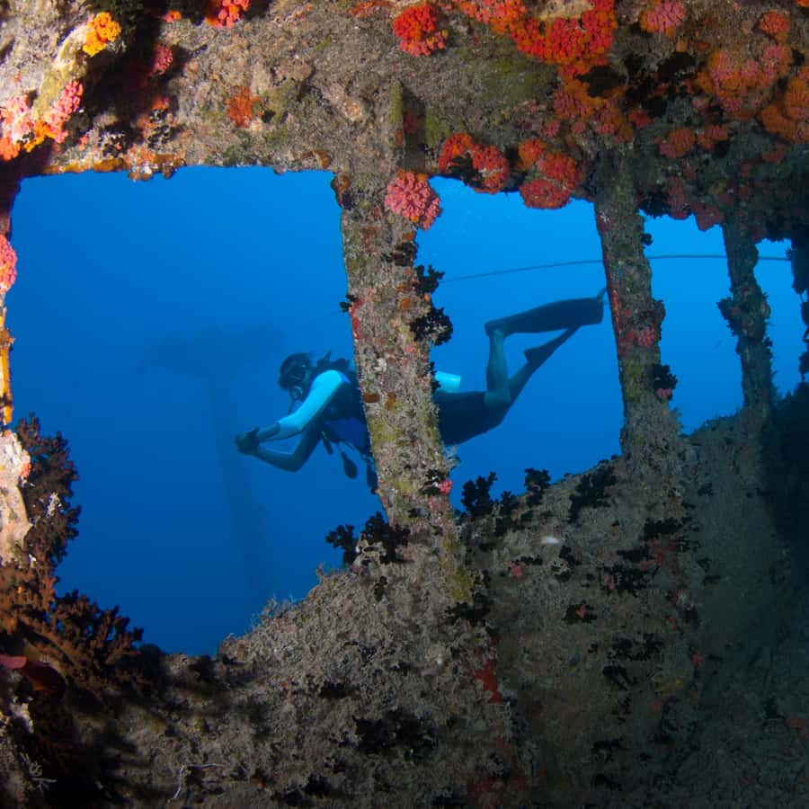 Maldives: Victory Shipwreck Scuba Dive | GetYourGuide