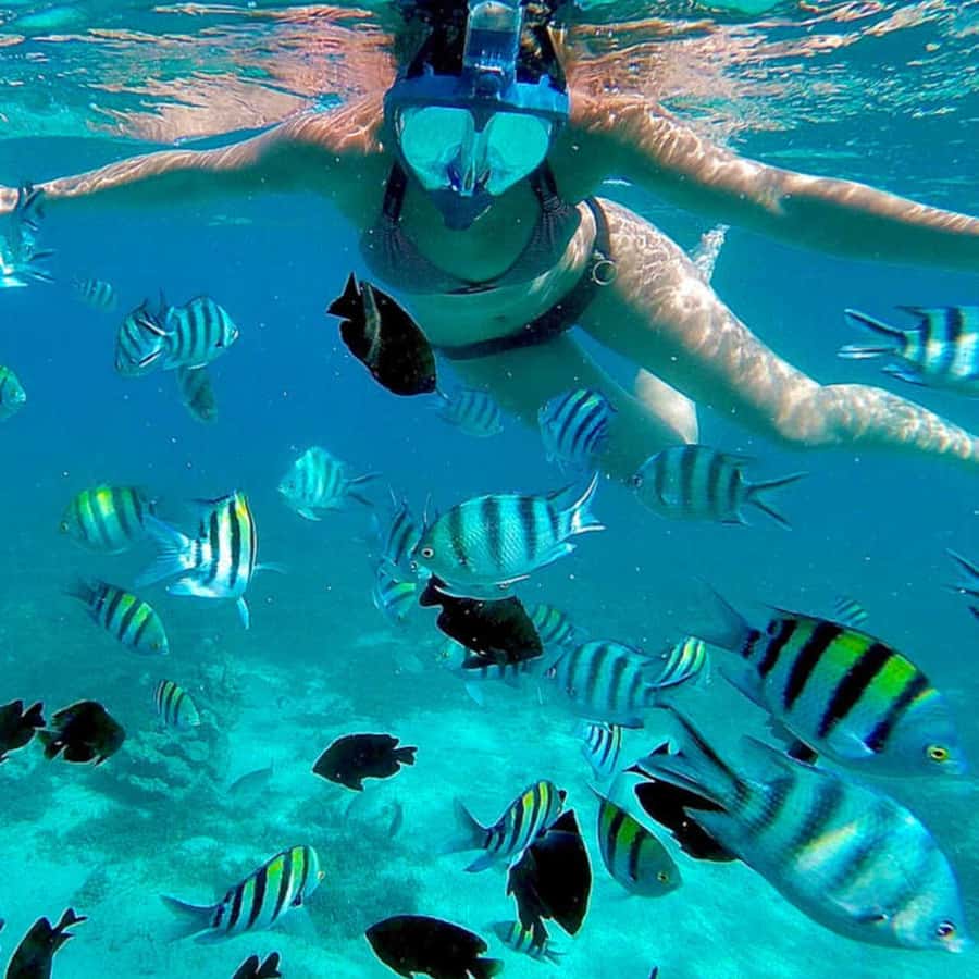 Zanzibar: Jozani Forest, Sea Turtles, Blue Lagoon & The Rock | GetYourGuide