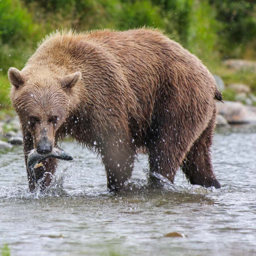 Brooks Falls: Katmai National Park Bear View by Floatplane | GetYourGuide