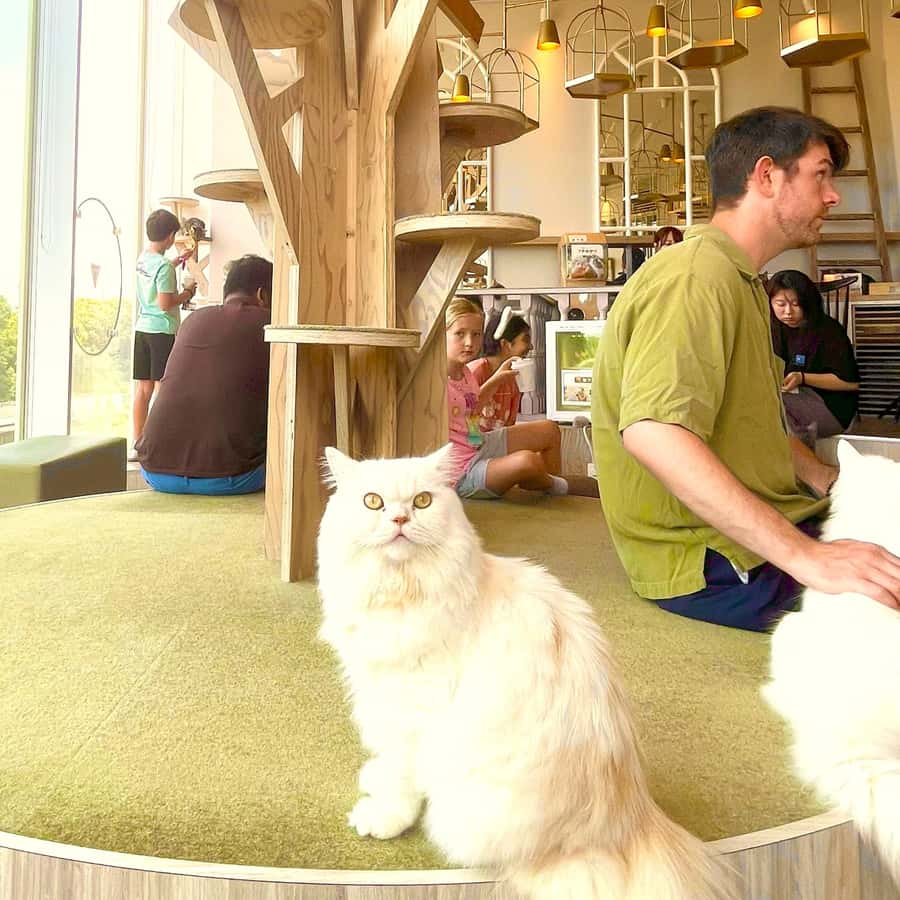 Tokyo: Gotokuji Lucky Cat Temple & Harajuku Shibuya Cat Cafe | GetYourGuide