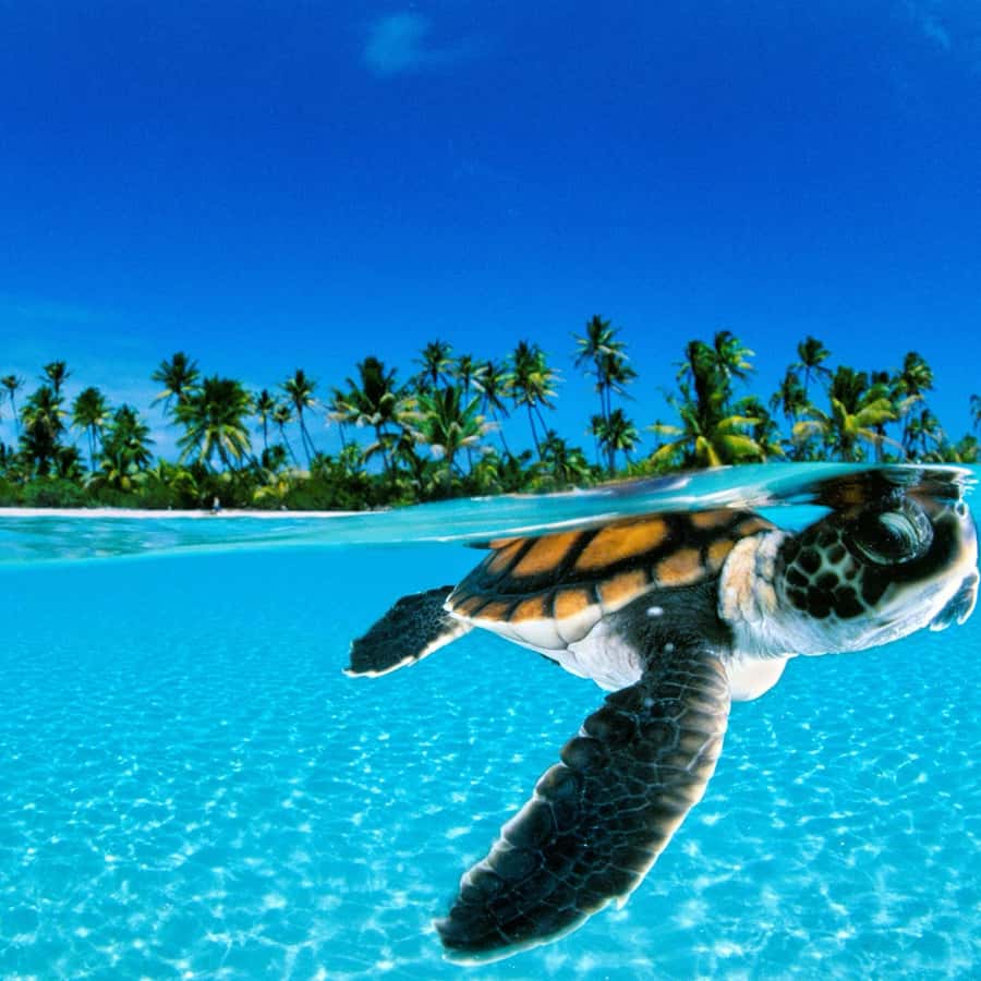 Bohol: Island Hopping, Dolphins, & Sea Turtles | GetYourGuide