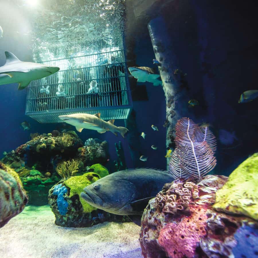 Springfield: Wonders of Wildlife National Museum & Aquarium | GetYourGuide