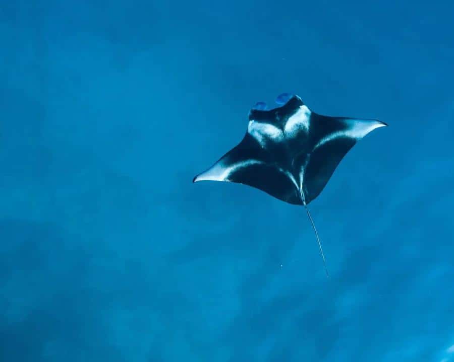 Nusa Penida: Snorkeling 3 Spots with GoPro & Kayak Mangroves | GetYourGuide