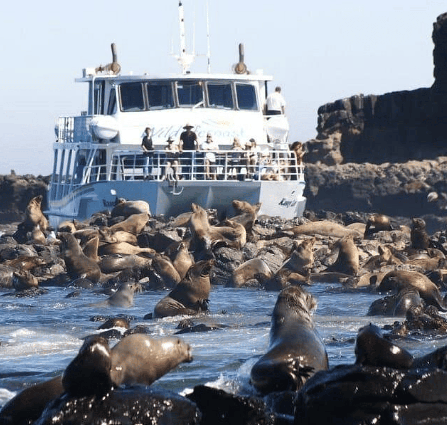 Melbourne: Phillip Island Tour w/ Hop-on Bus or Seal Cruise | GetYourGuide
