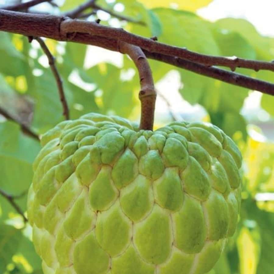 Pemba-Insel: Gewürzfarm und Mkama Ndume-Tour | GetYourGuide