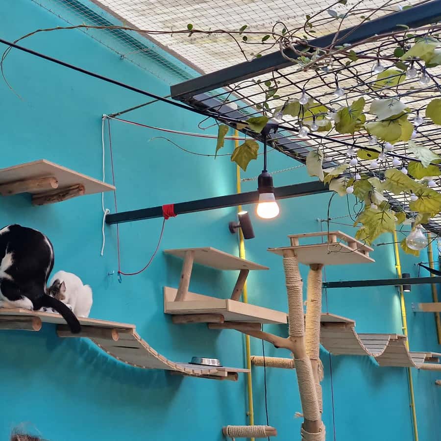 Athens: Cat Cafe Visit with Drink and Sweet | GetYourGuide