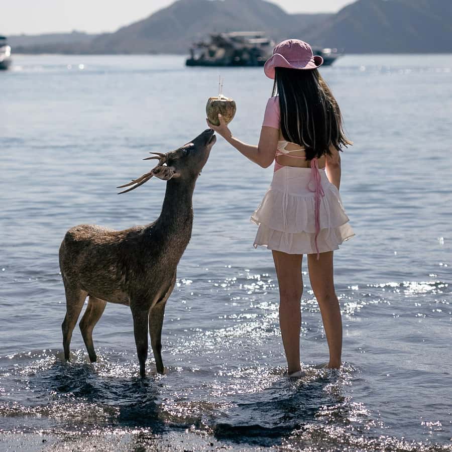 Labuan Bajo: Komodo Private and Shared Speedboat Day Trip | GetYourGuide