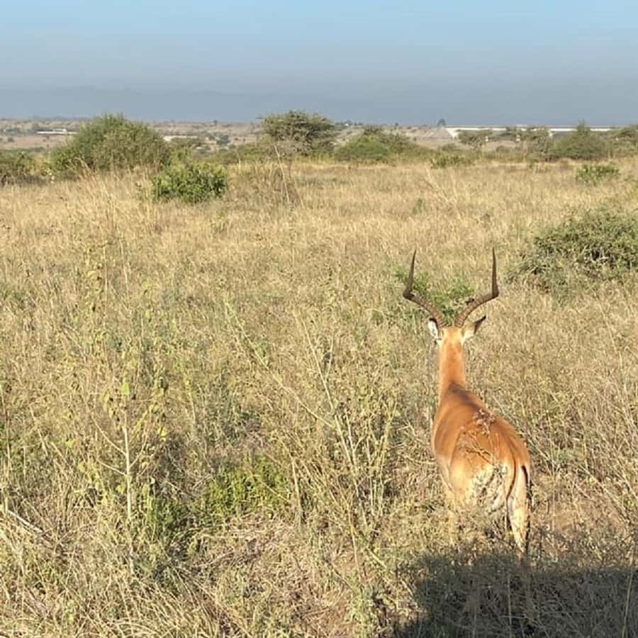 Nairobi: safari giornalieri nel Parco Nazionale di Nairobi | GetYourGuide