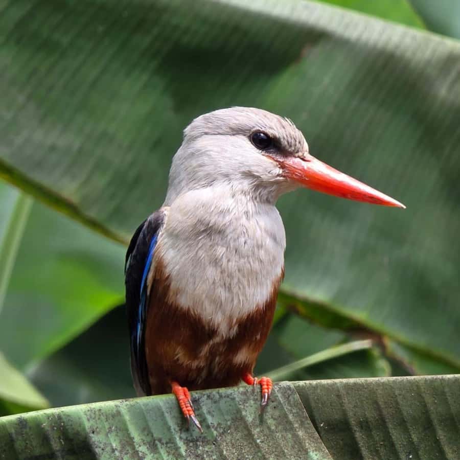 Île de Santiago: Randonnée Serra Malagueta & Valée de Gongon avec Pic ...