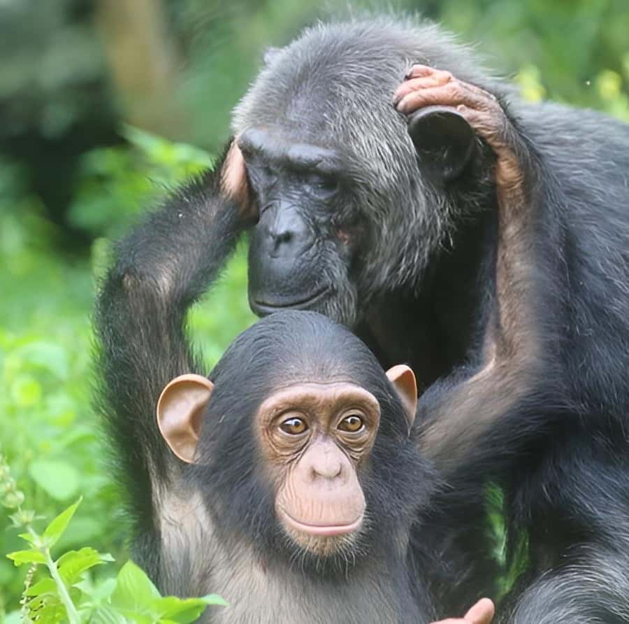 Entebbe: Ngamba Island Chimpanzee Trekking Day Trip | GetYourGuide