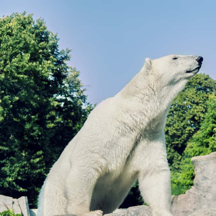 From Rovaniemi: Ranua Arctic Zoo with Entry Ticket | GetYourGuide