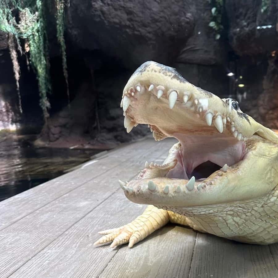 New Orleans: Audubon Aquarium & Insectarium Ticket | GetYourGuide