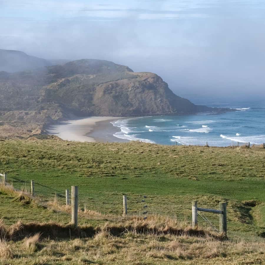 Dunedin City & Otago Peninsula Scenery Day Tour | GetYourGuide