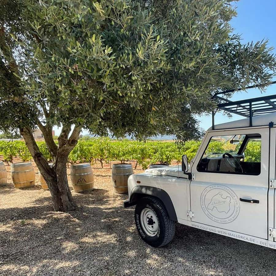 VISITE HISTORIQUE DE LA BODEGA ET DÉGUSTATION DE VINS | GetYourGuide