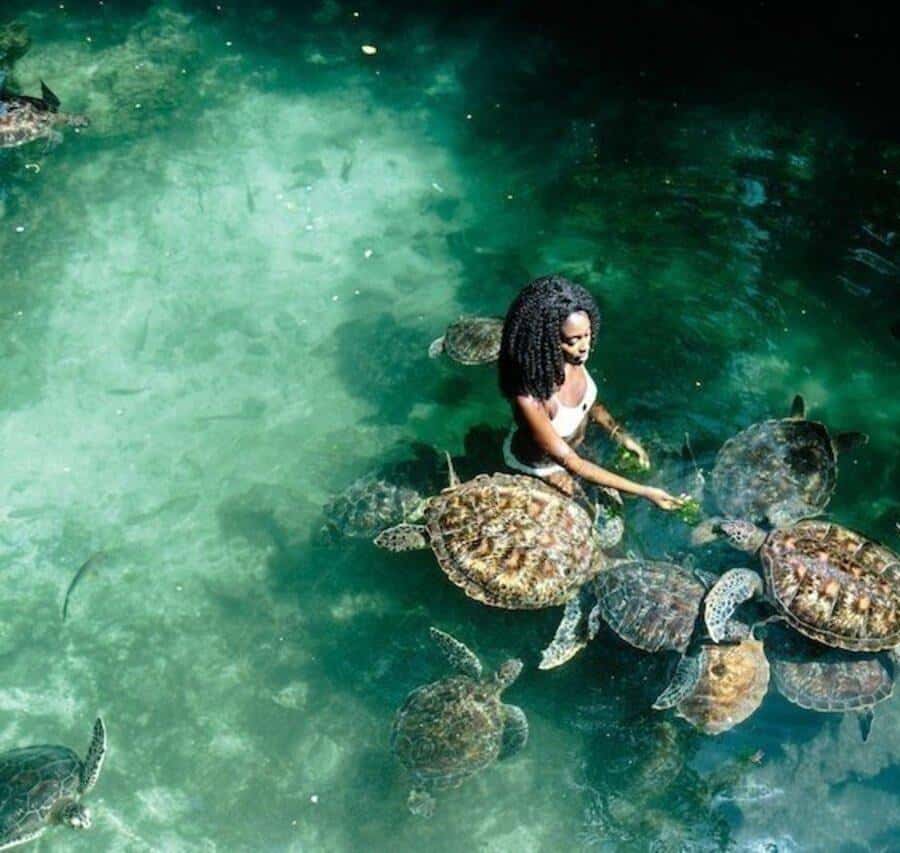ZANZIBAR : Sea turtles Sanctuary day tour | GetYourGuide