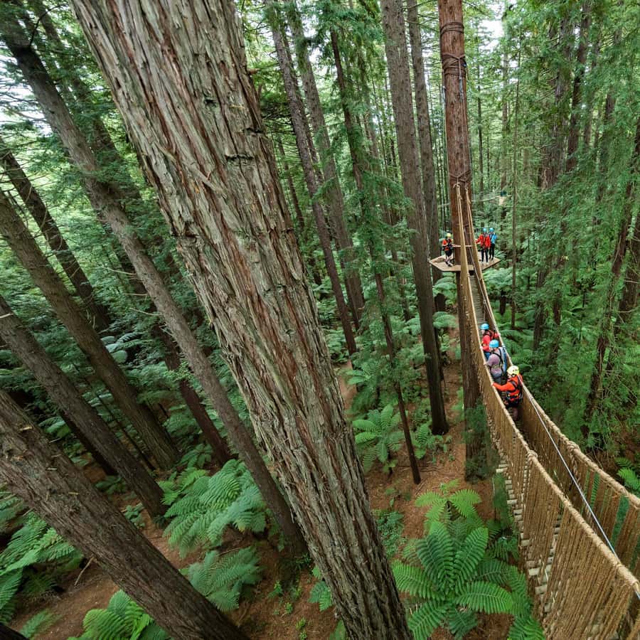 Rotorua: Redwoods Altitude High Ropes Adventure | GetYourGuide