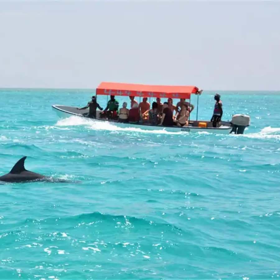 Delfin-Tour in Mnemba, Lagunen-Aquarium und Kiwengwa-Strand. | GetYourGuide