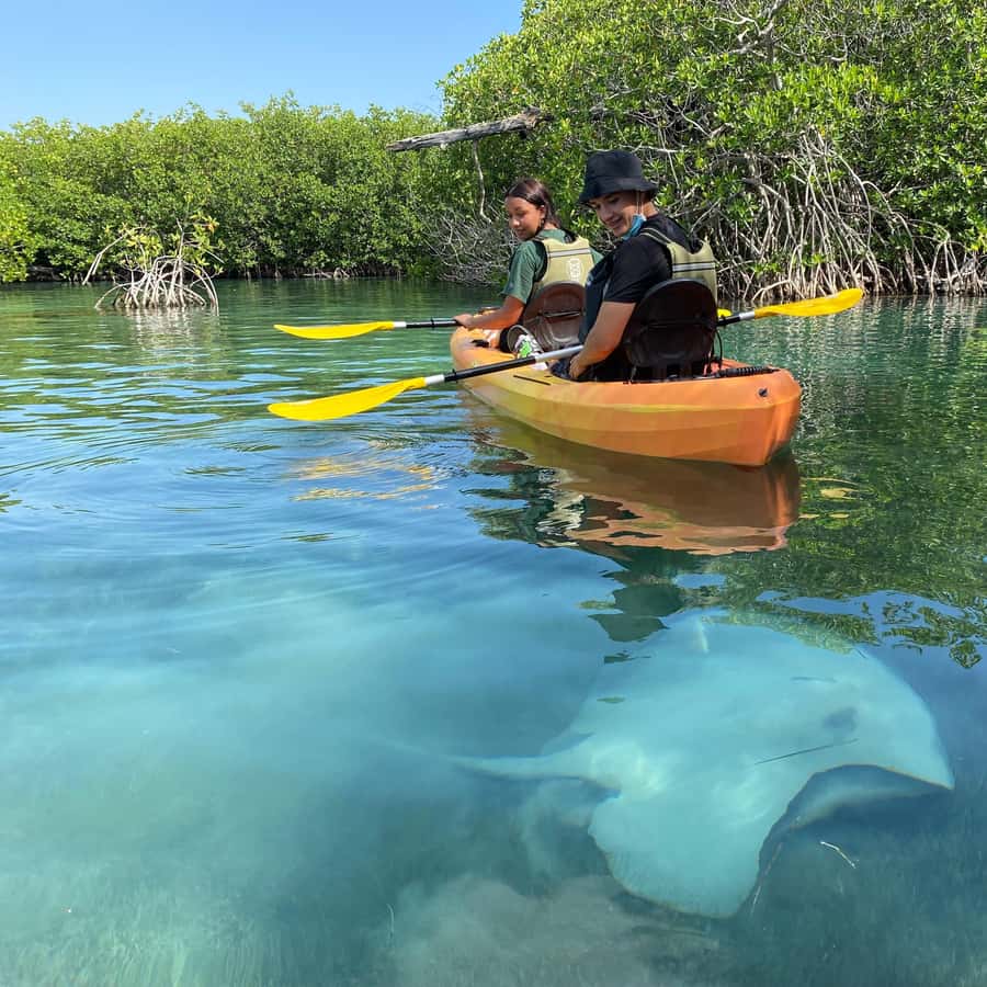 Cancún: Morning or Sunset Kayak Adventure in Nichupte Lagoon | GetYourGuide